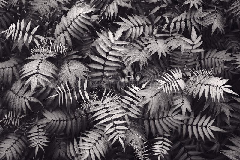 Spring Bw Background with Leaves Stock Image - Image of flora, closeup ...