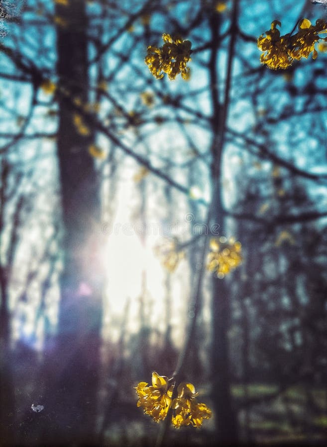 Spring is calling stock photo. Image of yellow, nature - 243892254