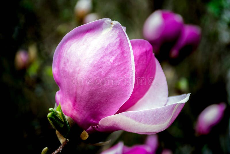 Spring came stock photo. Image of pink, blooming, tree - 175229148