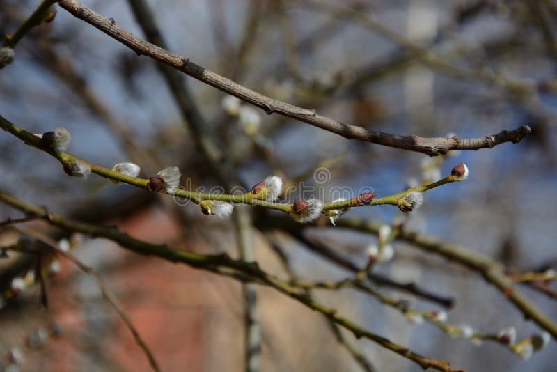 Spring Came and the Buds Blossomed Stock Image - Image of blossomed ...