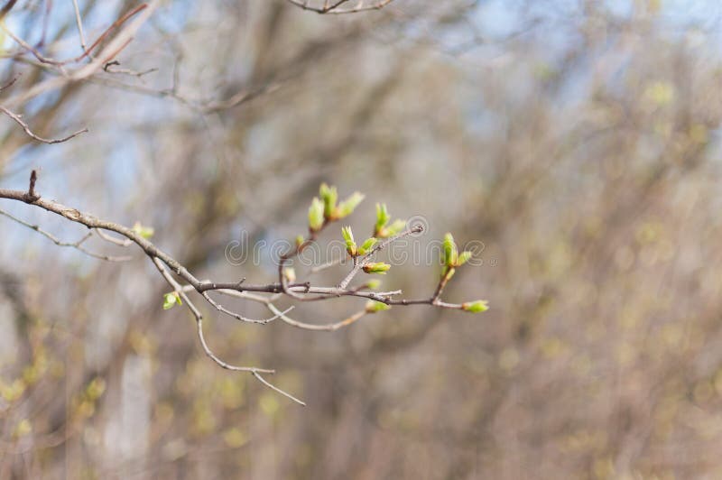 Spring Came and the First Buds Appeared on the Trees. Stock Photo ...