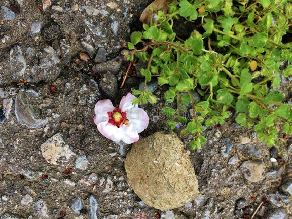 Spring came stock image. Image of white, flowers, blooming - 89217501