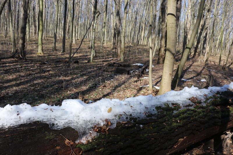 Spring Came in the Forest. the Snow Melted. the Icy Snow Remained Lying ...