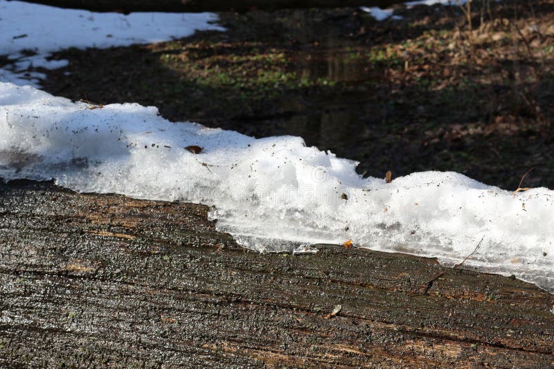Spring Came in the Forest. the Snow Melted. the Icy Snow Remained Lying ...
