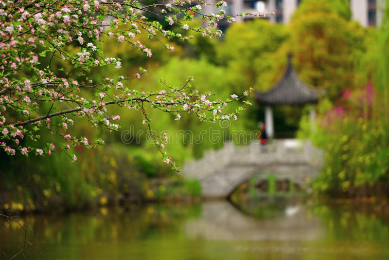 Spring came late this year stock photo. Image of park - 219922242