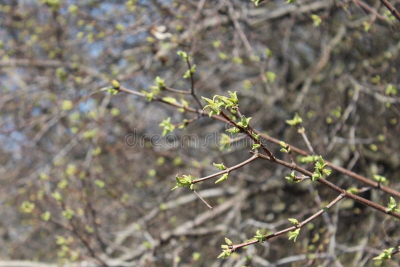 Spring Came, Spring Mood, the First Leaves on the Tree. Young Foliage ...