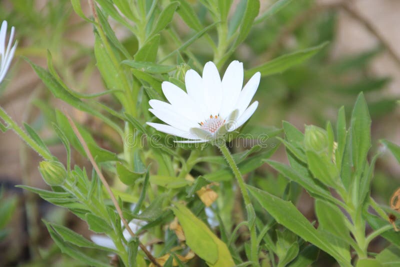 Spring came stock image. Image of tree, background, nature - 139767661