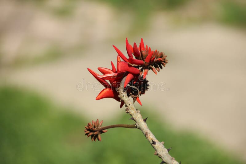 Spring came stock photo. Image of beautiful, abstract - 139767700