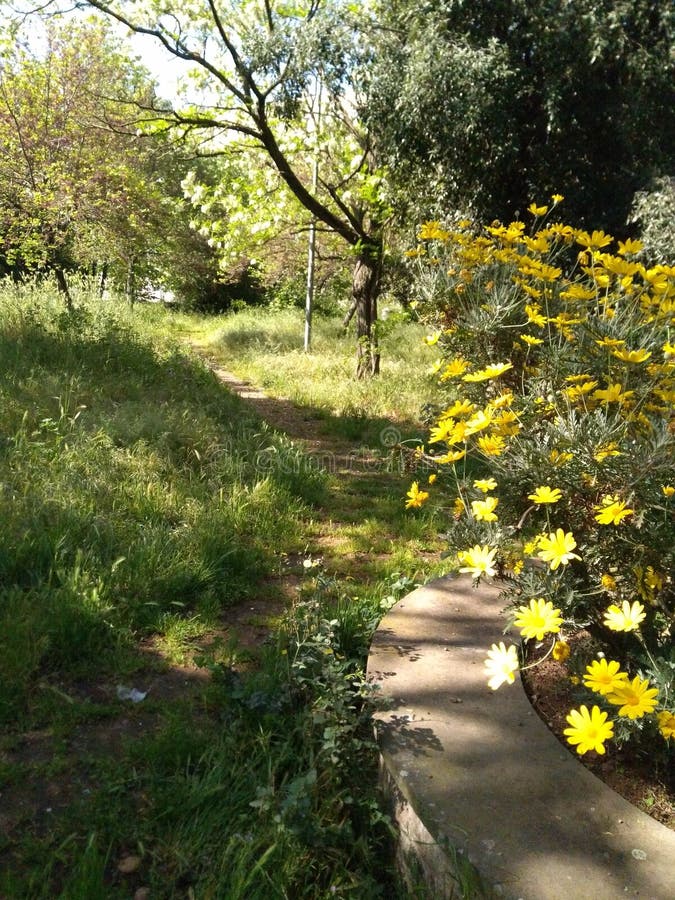 Spring Came Yellow and White Flowers, Walking Path through Green and ...