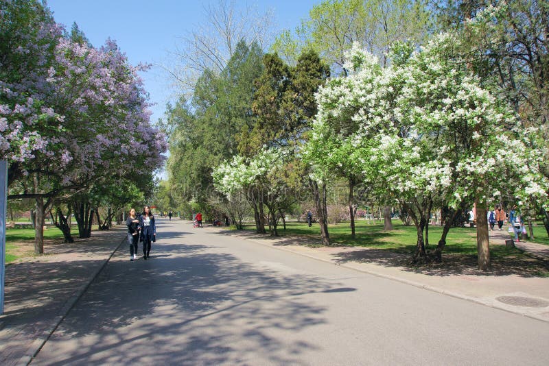 Spring campus editorial photography. Image of lilac, blossom - 69866347