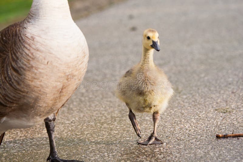 Spring Canada Goose Gosling Stock Photo - Image of wild, gosling: 71697038