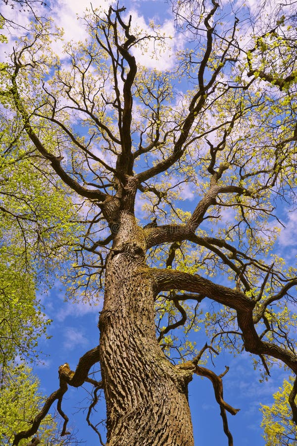 Spring canopy stock photo. Image of orange, ecology, large - 30741110