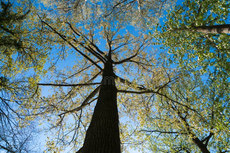 Spring Canopy of a Tall Tree Stock Image - Image of angle, blue: 124105281