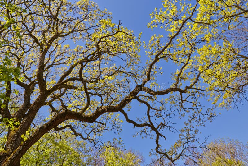 Spring canopy stock image. Image of forest, large, high - 30741129