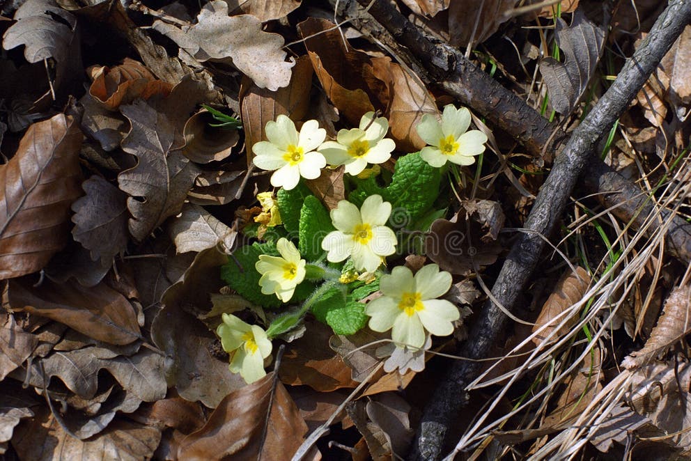 Spring capture stock image. Image of green, primula, acaulis - 15464147