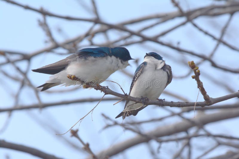 Pair of Tree Swallows on a Stump Stock Image - Image of avian, bicolor ...