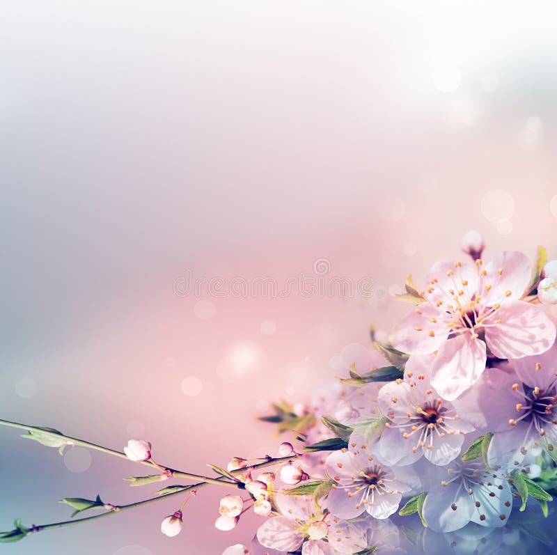 Spring card background stock image. Image of floral, blossom - 63719335