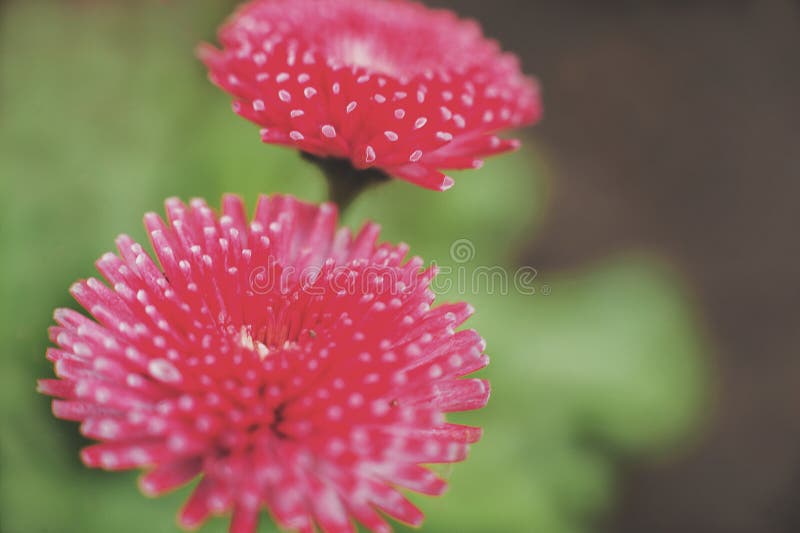 Spring Card of Blooming Daisy Concept. Daisies in the Dark and Copy ...