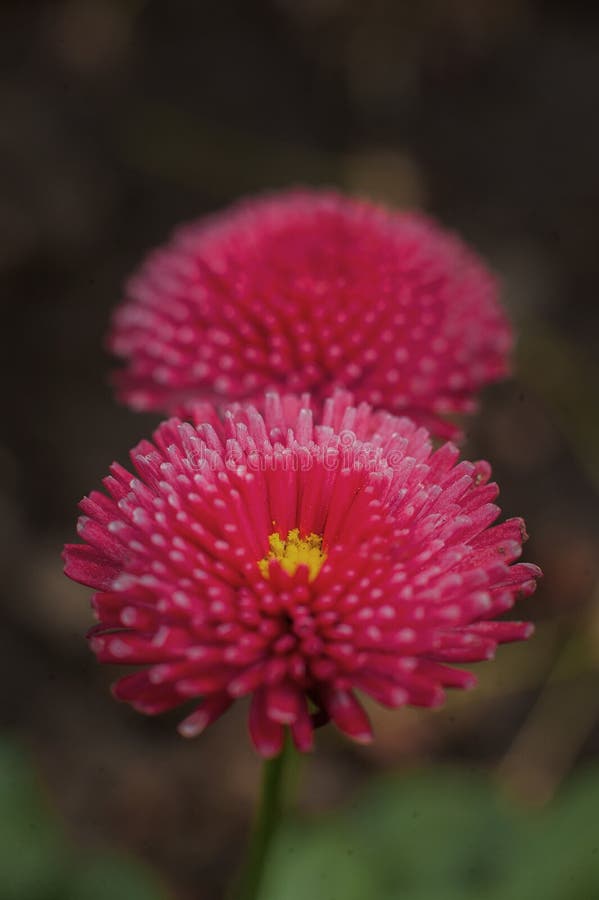 Spring Card of Blooming Daisy Concept. Daisies in the Dark and Copy ...