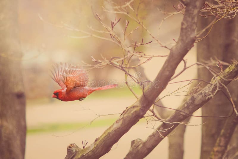 Spring cardinal stock photo. Image of sunrise, birds - 57291812