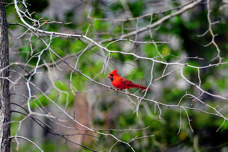 Spring Cardinal stock photo. Image of spring, perch, nature - 56052600