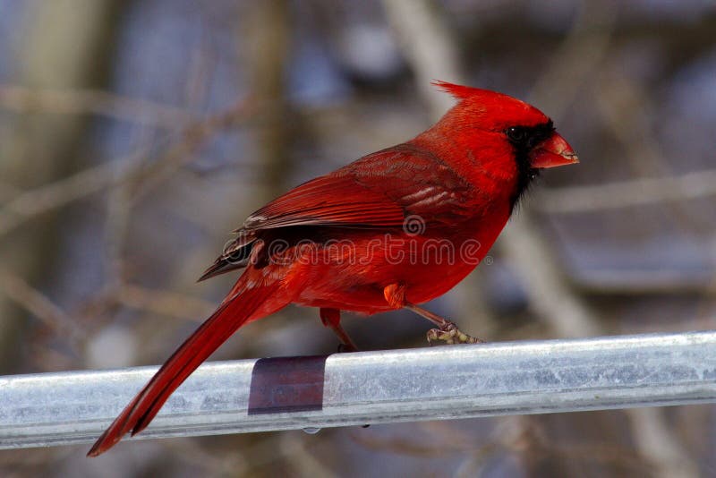 Cardinal in spring stock image. Image of bill, birds - 18146631