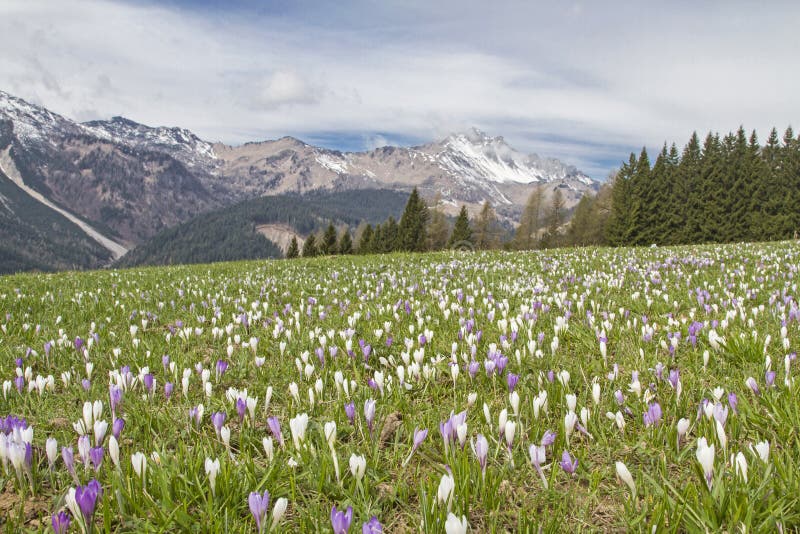 Spring in the Carnic Alps stock image. Image of crocus - 93689197