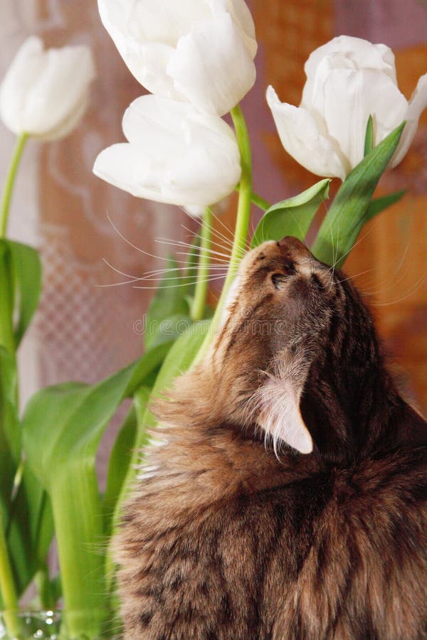 Spring cat stock photo. Image of opinion, flowers, green - 13932640