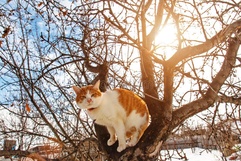 8,316 Cat Spring Tree Stock Photos - Free & Royalty-Free Stock Photos ...