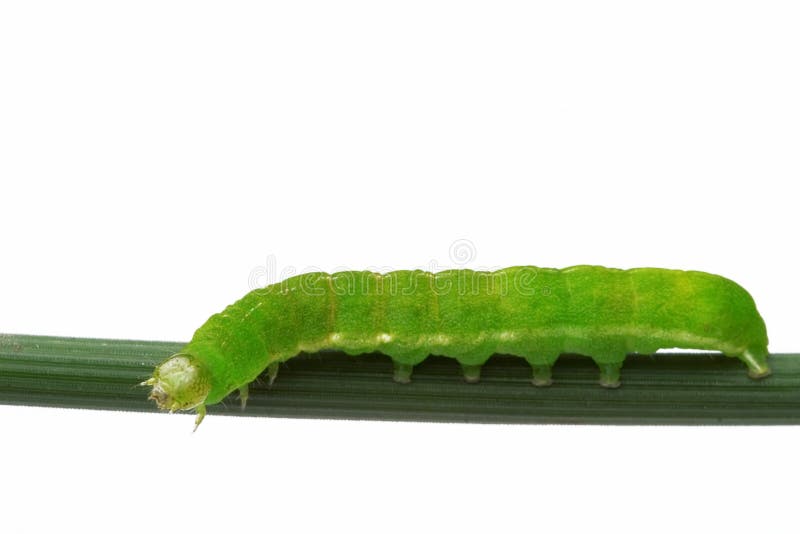 Spring caterpillar stock photo. Image of risk, spring - 4629996