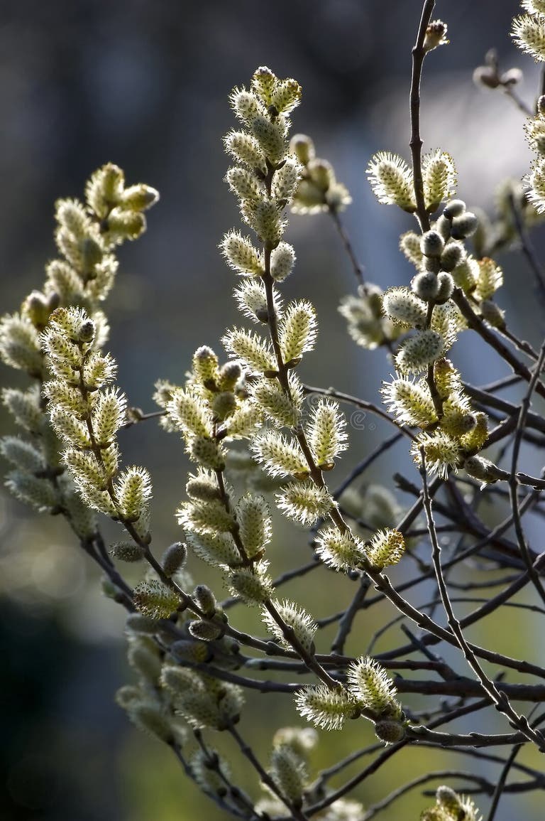 341 Naturist Beauty Contests Stock Photos - Free & Royalty-Free Stock ...