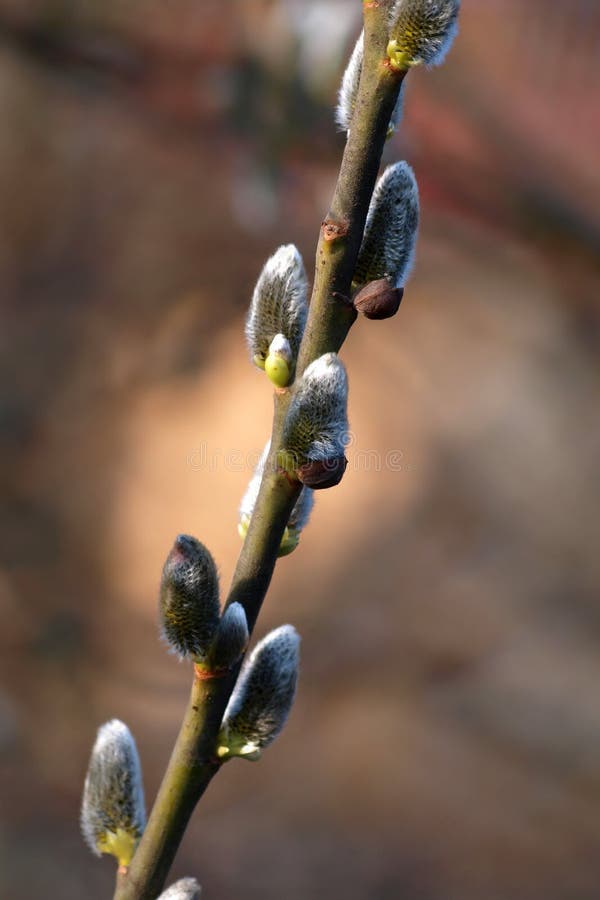 Spring catkins in grove stock image. Image of twig, shadow - 112909693