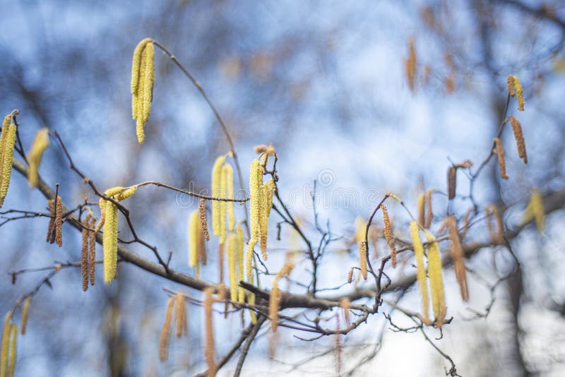Spring Catkins Hanging from a Tree, Stock Image - Image of catkin ...