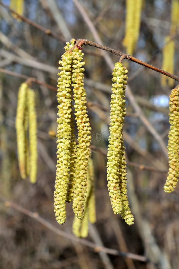 Spring. Catkins of Hazel Closeup Stock Photo - Image of delicate ...