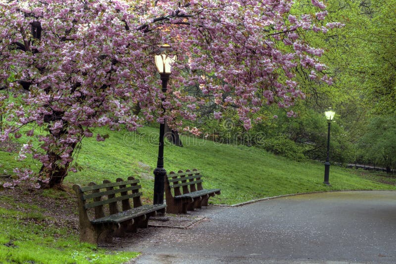 Spring in Central Park stock photo. Image of lamp, april - 13934922