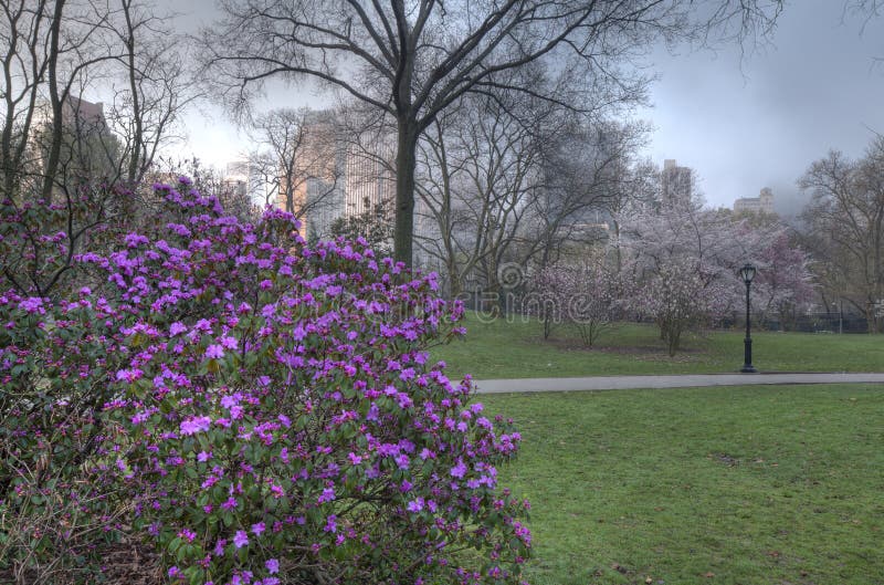 Spring in Central Park stock photo. Image of city, york - 14122172