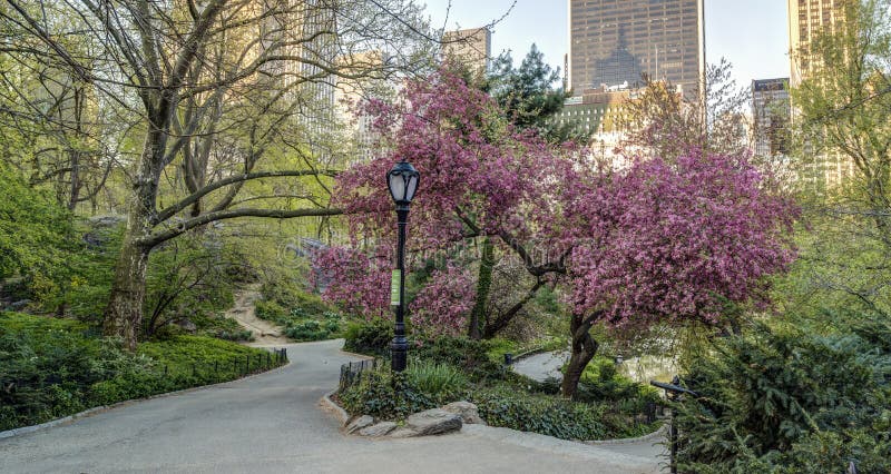Spring in Central Park stock photo. Image of city, park - 37871732