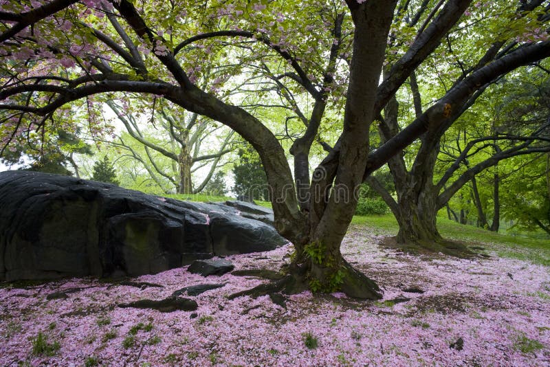 Spring in Central Park stock photo. Image of urban, grass - 5157782