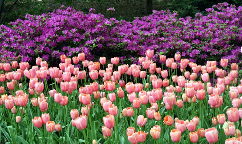 Spring in Central Park stock image. Image of fresh, green - 775051