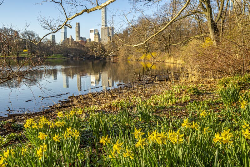 Central Park in spring stock photo. Image of plants - 241434152