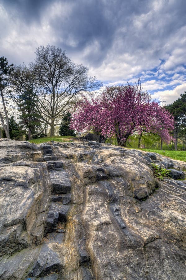Spring in Central Park, New York City Stock Photo - Image of tree ...