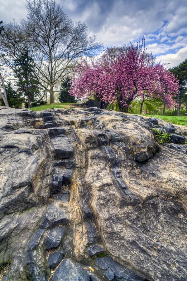 Spring in Central Park, New York City Stock Image - Image of light ...