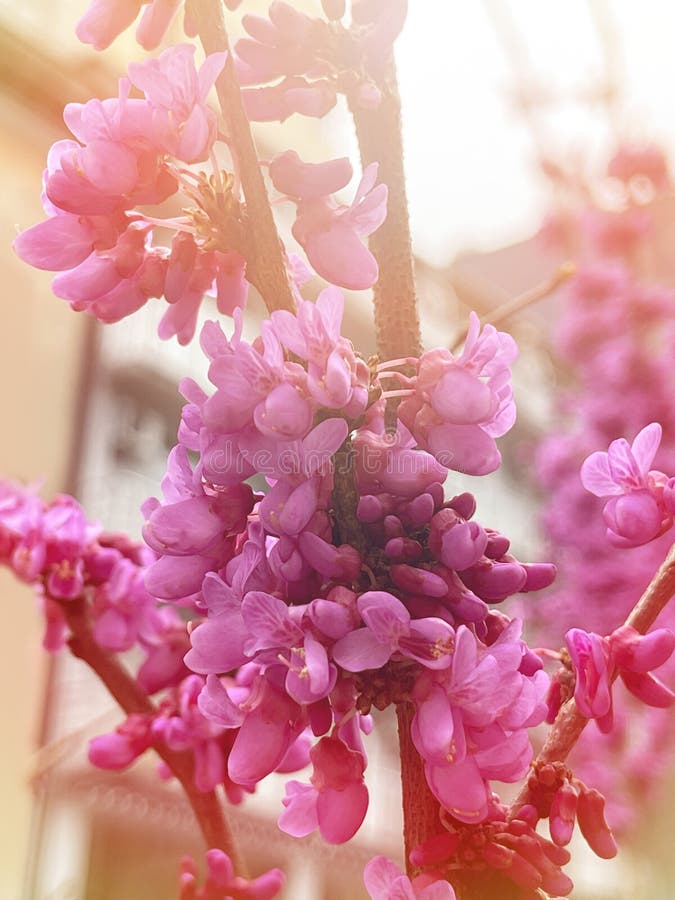 Spring Cercis Tree Flowers in Sun Light Outdoors Stock Photo - Image of ...