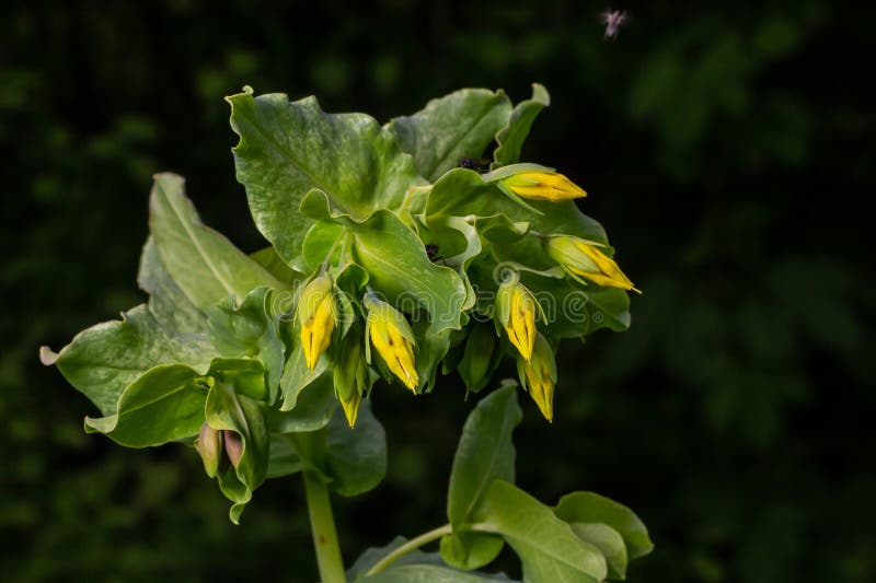 In Spring, Cerinthe Minor Grows in the Wild, Field Weed in the Grass ...