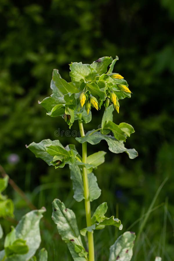 In Spring, Cerinthe Minor Grows in the Wild, Field Weed in the Grass ...