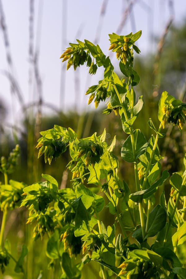 In Spring, Cerinthe Minor Grows in the Wild, Field Weed in the Grass ...