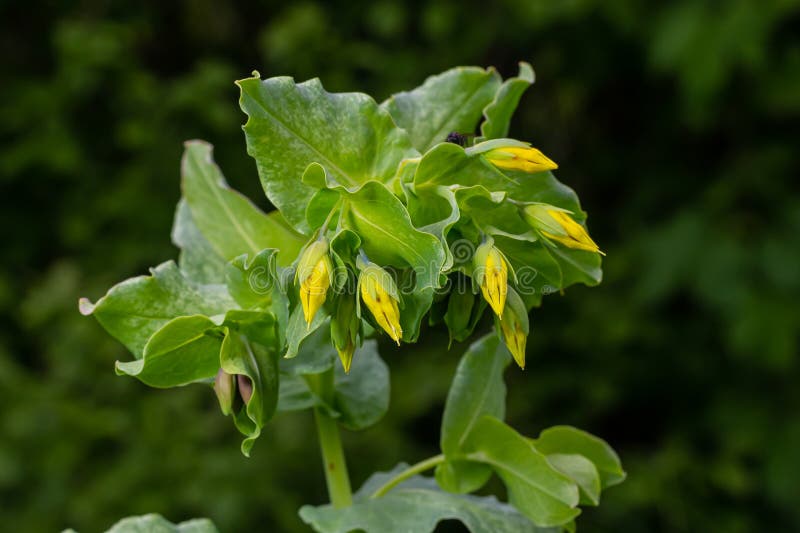 In Spring, Cerinthe Minor Grows in the Wild, Field Weed in the Grass ...