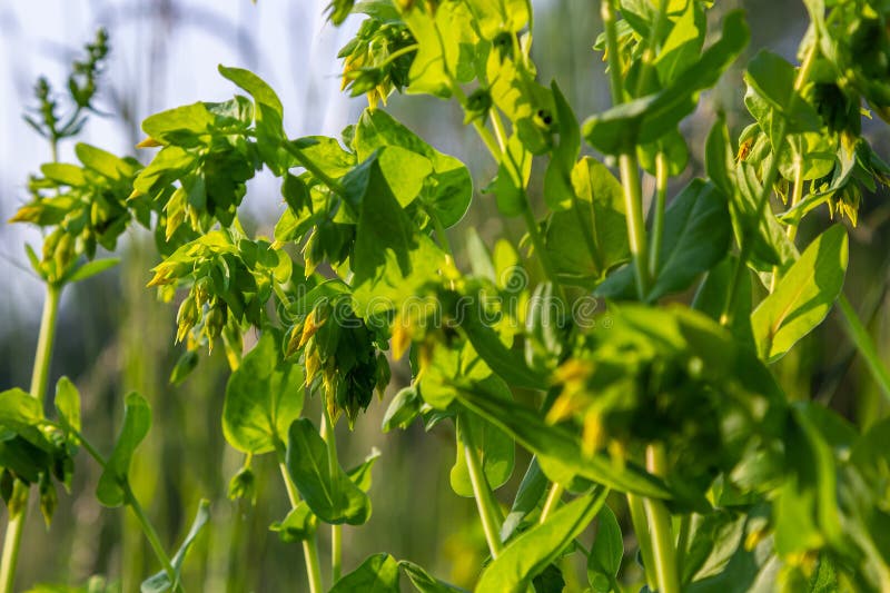 In Spring, Cerinthe Minor Grows in the Wild, Field Weed in the Grass ...