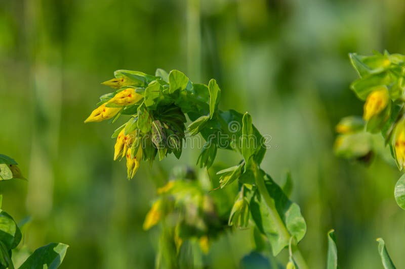 In Spring, Cerinthe Minor Grows in the Wild, Field Weed in the Grass ...