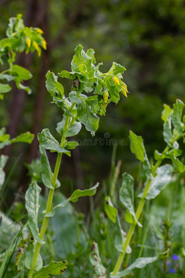 In Spring, Cerinthe Minor Grows in the Wild, Field Weed in the Grass ...